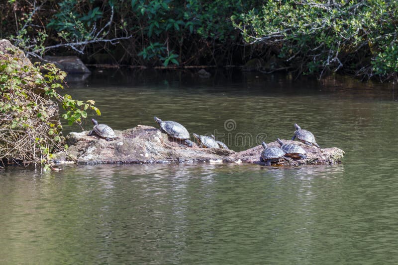 Wild Red-eared Slider Basking on a Rock Stock Image - Image of laziness ...