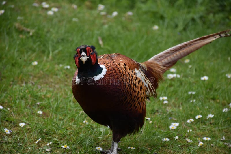 Wild Red Faced Pheasant Looking Up in the Spring Stock Photo - Image of ...