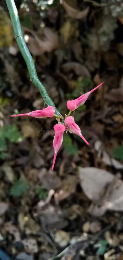 Wild Red Flower Devil S Backbone, Redbird Cactus Stock Image - Image of ...