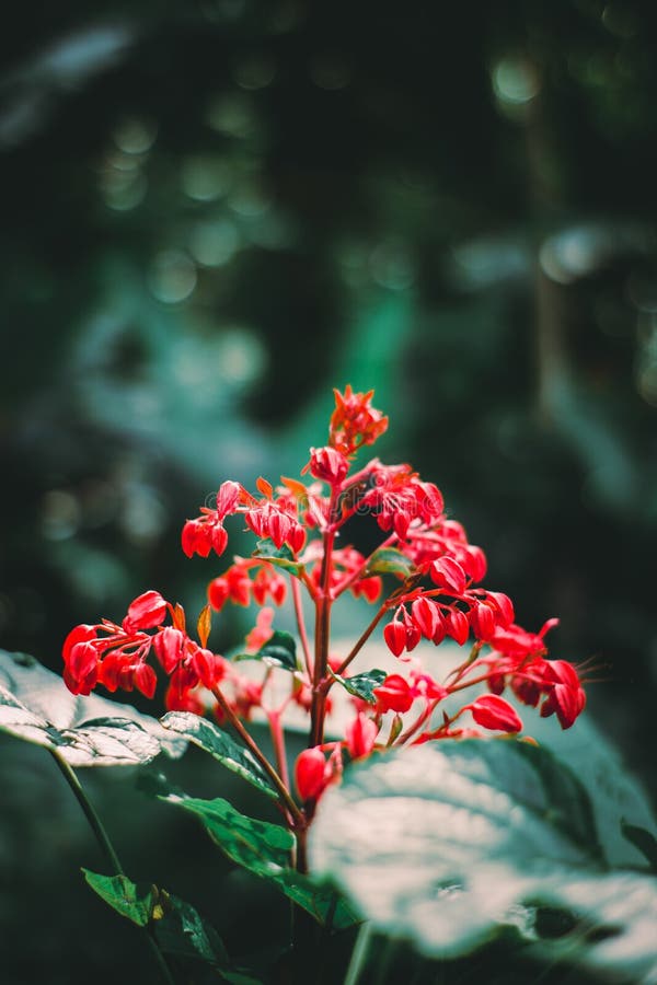 Wild Red Flower in the Forest Stock Image - Image of garden, yellow ...