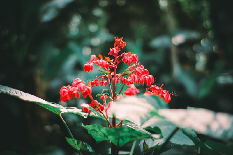 Wild Red Flower in the Forest Stock Photo - Image of morning, nature ...