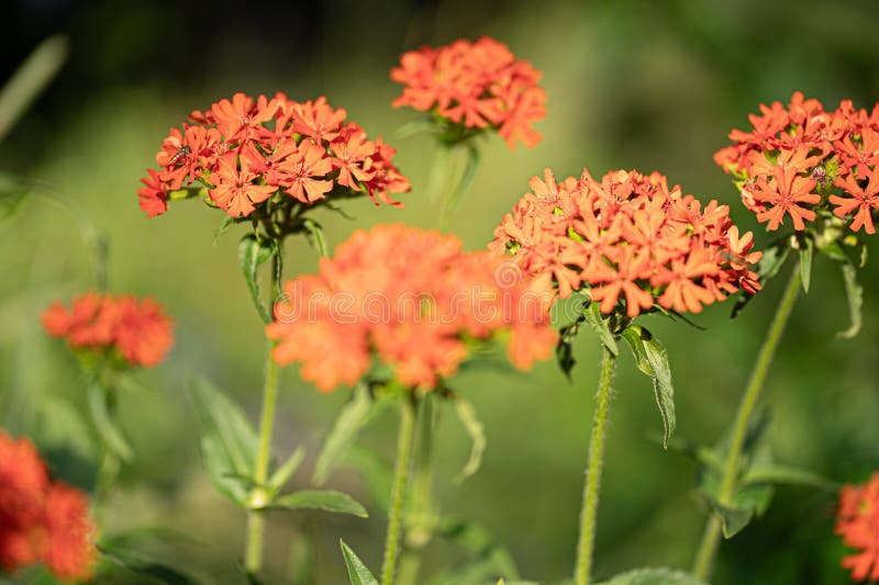 Wild Red Flower Green in Abstract Style on Green Background. Stock ...