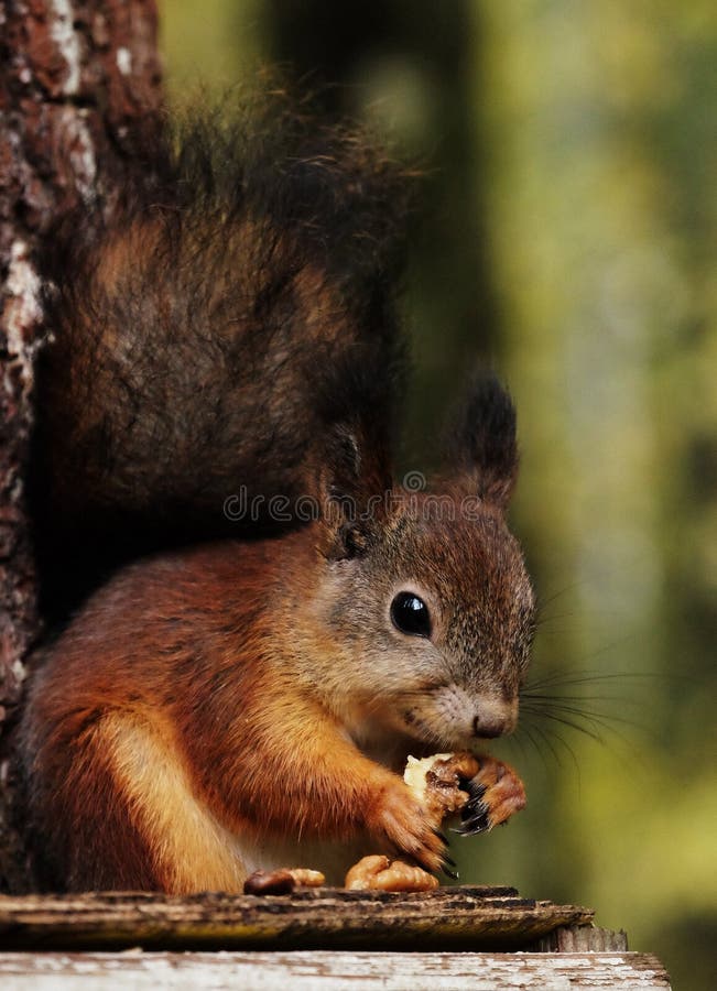 Wild Red Fluffy Squirrel in the Village Eating Nuts Stock Photo - Image ...