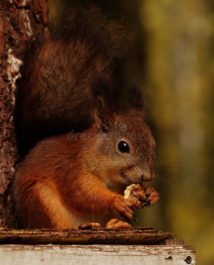 Wild Red Fluffy Squirrel in the Village Eating Nuts Stock Image - Image ...