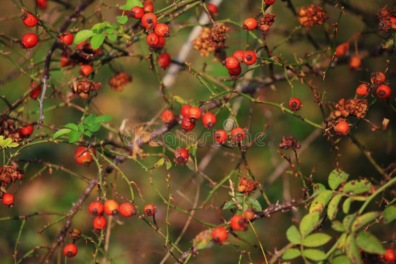 Wild Red Forest berries stock photo. Image of vitamin - 143716740