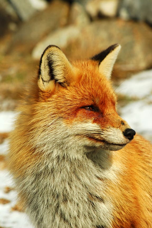 Wild red fox stock photo. Image of carnivorous, wily - 11524894