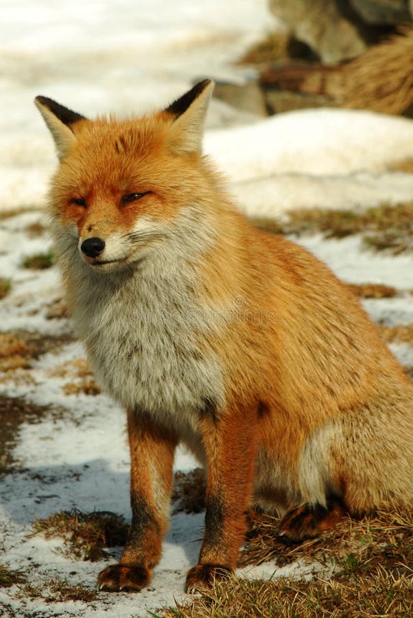 Wild red fox stock image. Image of aggression, savage - 11524927