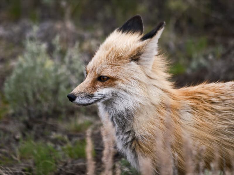 Wild Red Fox stock photo. Image of animal, yellowstone - 14894802