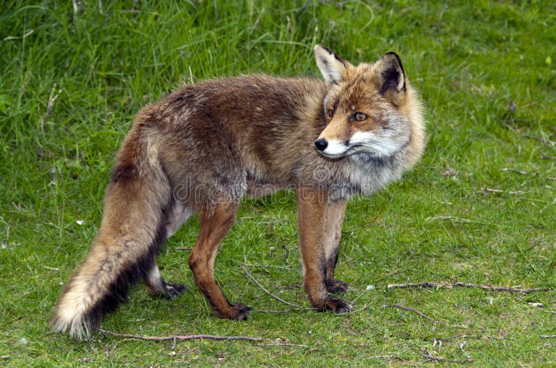 Wild red fox stock image. Image of attitude, behavior - 11524927