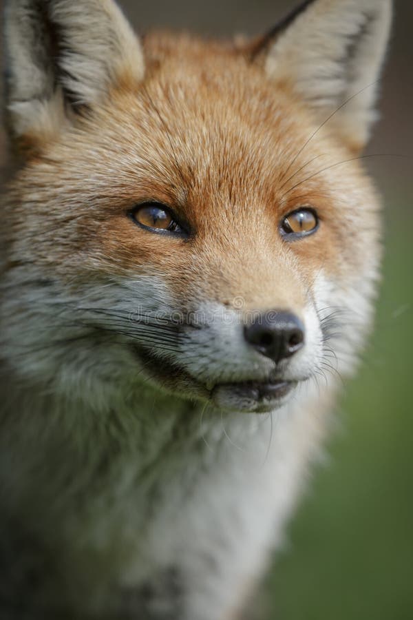 Wild red fox stock photo. Image of carnivore, creature - 69852508