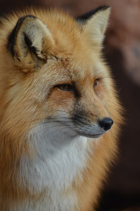 Wild Red Fox Face stock image. Image of beautiful, wildlife - 74387901