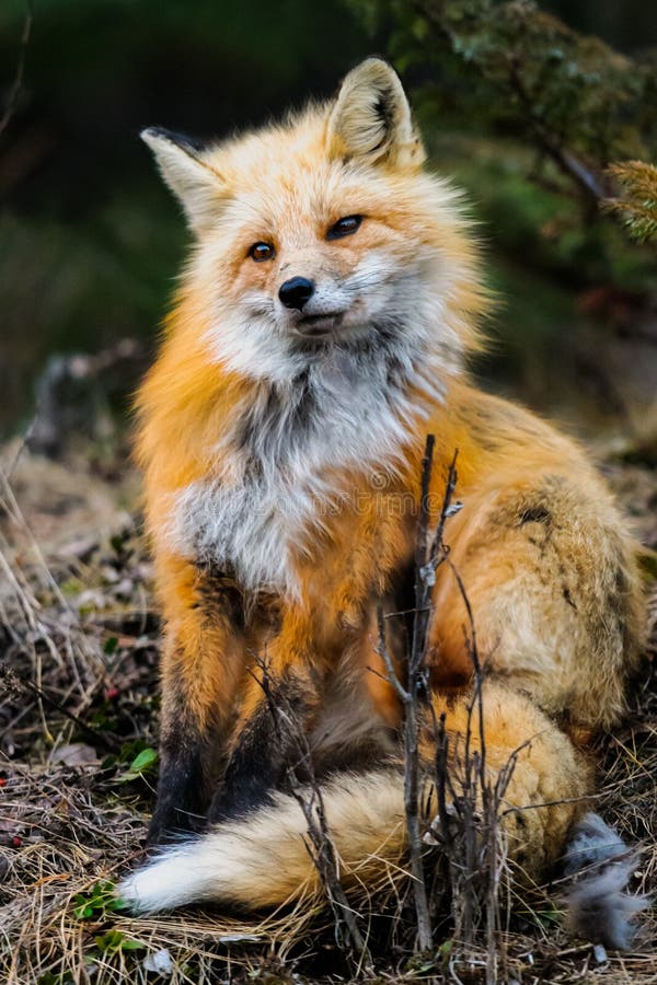 Wild Red Fox stock photo. Image of head, canine, mammal - 31257886