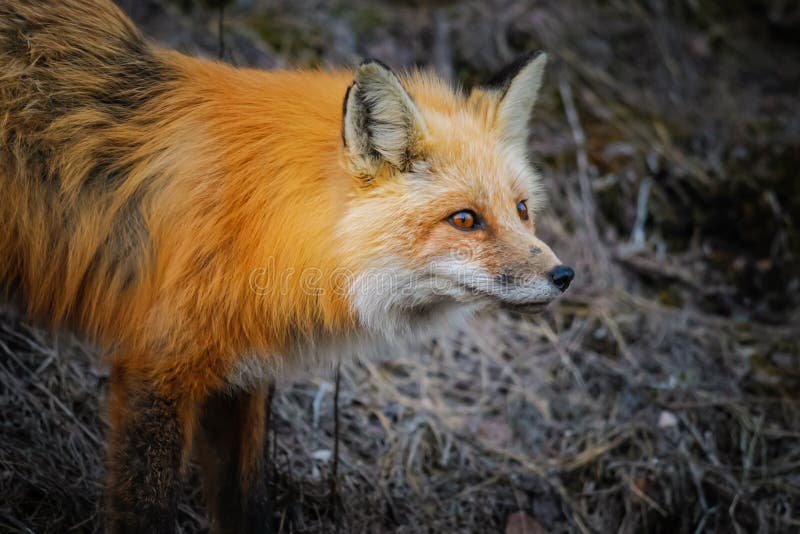 Wild Red Fox stock photo. Image of nature, furry, grass - 31258004