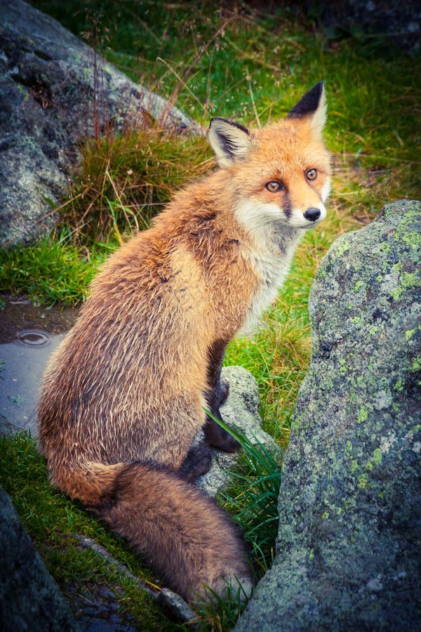 Wild red fox stock image. Image of wild, face, natural - 45272507