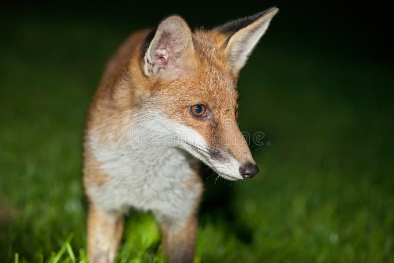 Wild red fox stock image. Image of wild, omnivorous, carnivore - 32659727