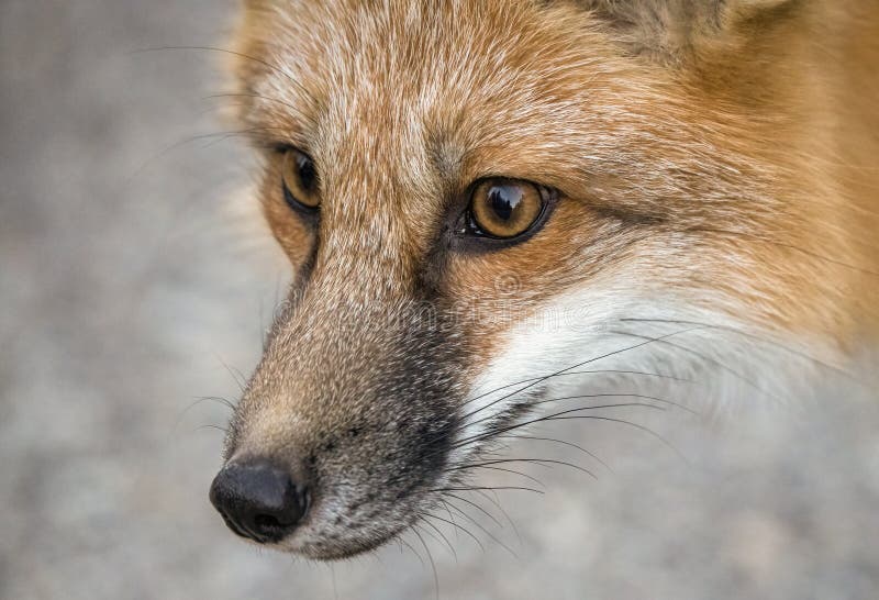 Wild Red Fox stock photo. Image of grass, hunting, furry - 269773344