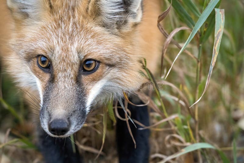 Wild Red Fox stock photo. Image of animal, carnivore - 269773352