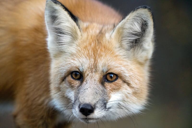 Wild Red Fox stock photo. Image of canino, vulpes, furry - 269773414