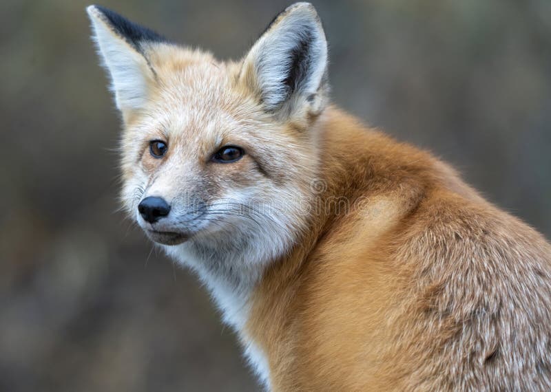 Wild Red Fox stock photo. Image of furry, carnivore - 269773482