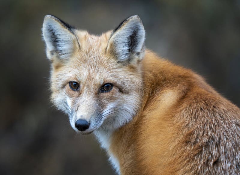 Wild Red Fox stock photo. Image of carnivore, canada - 269773490