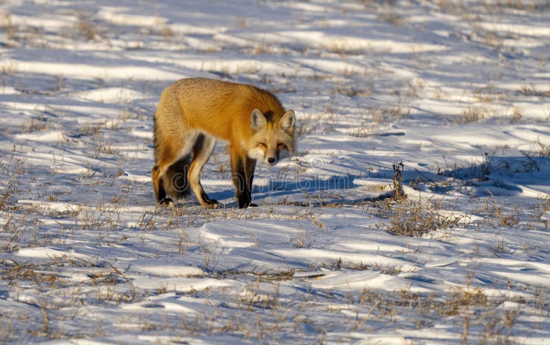 Wild Red Fox stock photo. Image of nature, canino, wild - 269773670