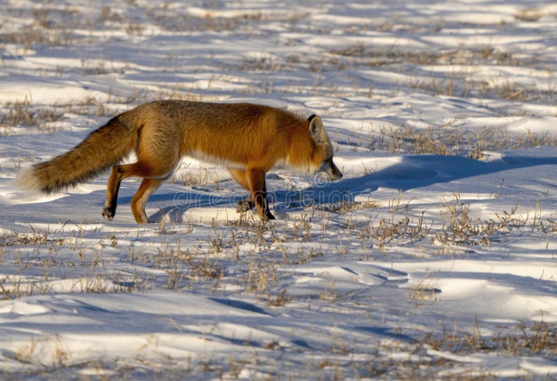 Wild Red Fox stock photo. Image of grass, hunting, carnivore - 269773674