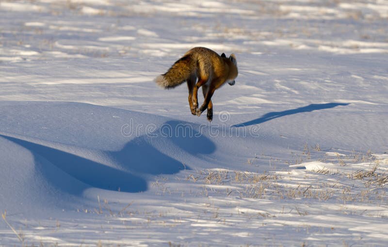 Wild Red Fox stock image. Image of mammal, saskatchewan - 269773677