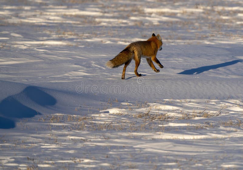 Wild Red Fox stock photo. Image of saskatchewan, grass - 269773680
