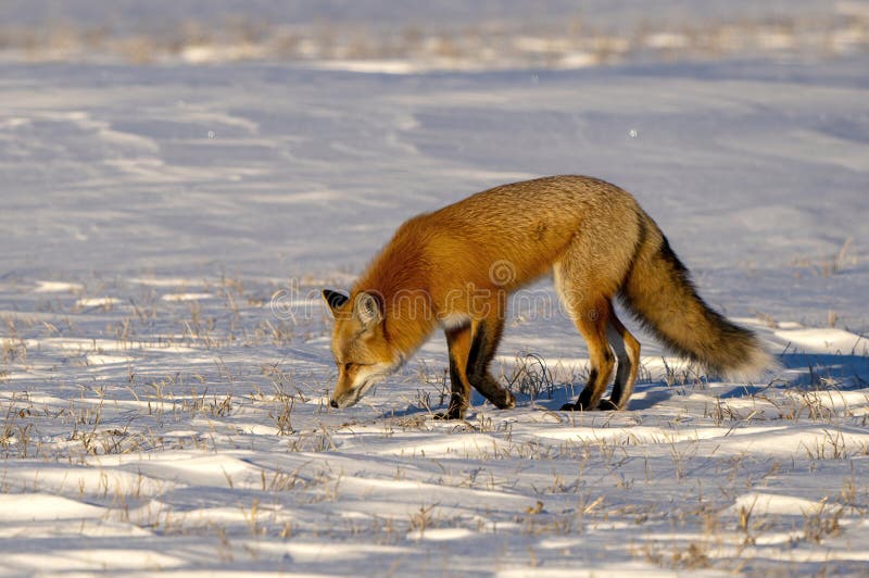 Wild Red Fox stock image. Image of northern, predator - 269773693