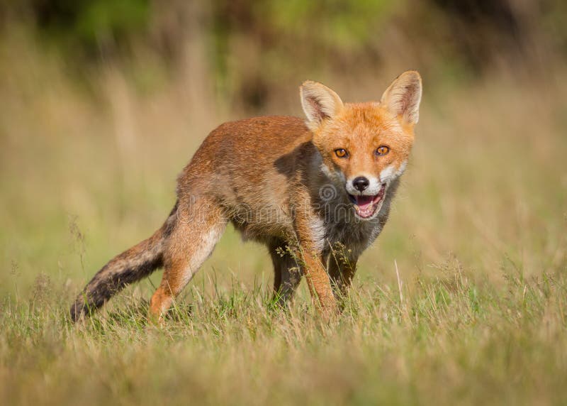 Wild Red fox stock image. Image of happy, smiling, nature - 57795005
