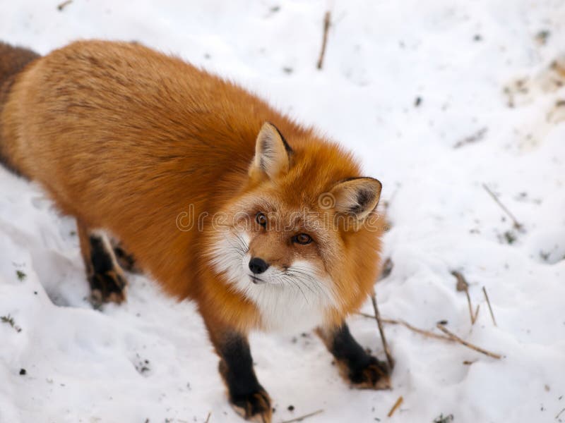 Wild red fox in snow stock photo. Image of animals, canine - 17619692