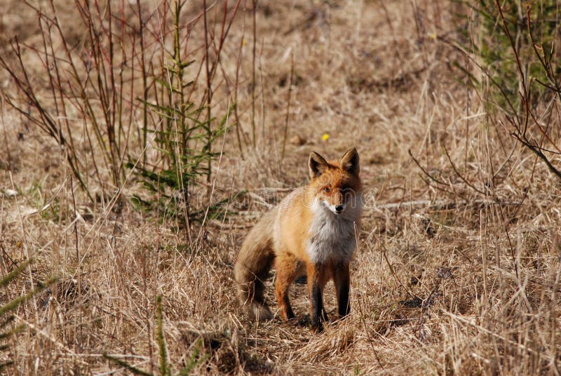 Red Fox stock image. Image of hunter, alone, listening - 29902763