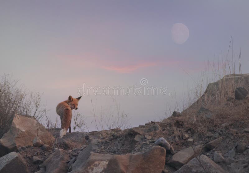 Wild Red Fox Vulpes Vulpes Evening Sunset Stock Image - Image of nature ...