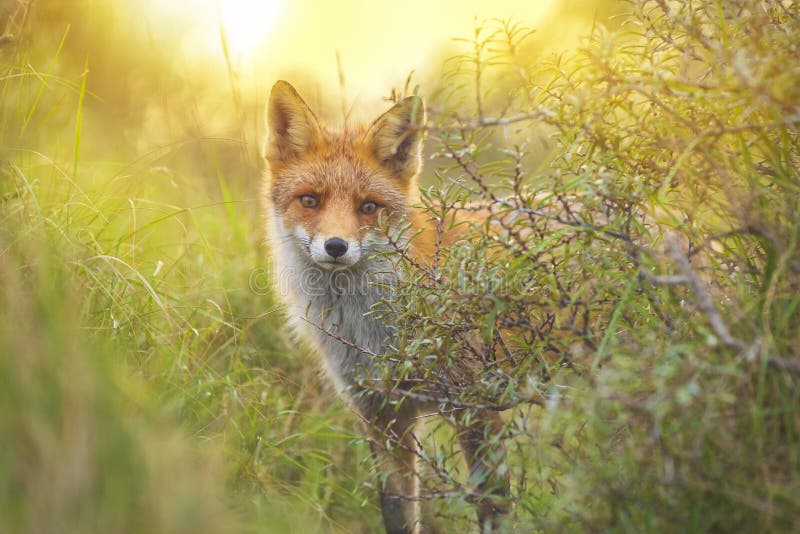 Wild Red Fox Vulpes Vulpes Evening Sunset Stock Image - Image of ...
