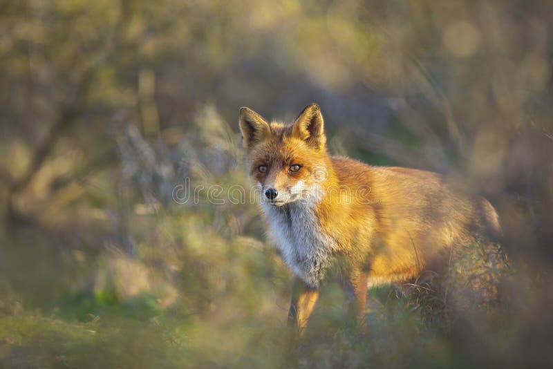 Wild Red Fox Vulpes Vulpes Evening Sunset Stock Photo - Image of ...