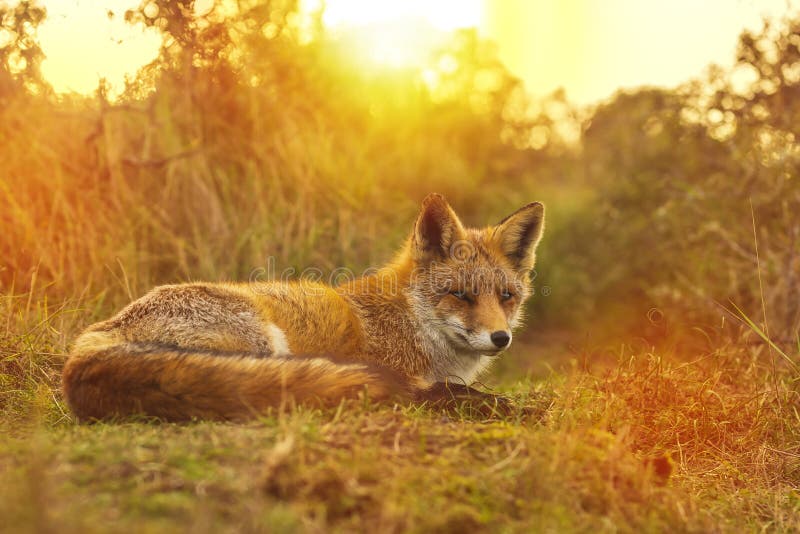 Wild Red Fox Vulpes Vulpes Evening Sunset Stock Image - Image of young ...