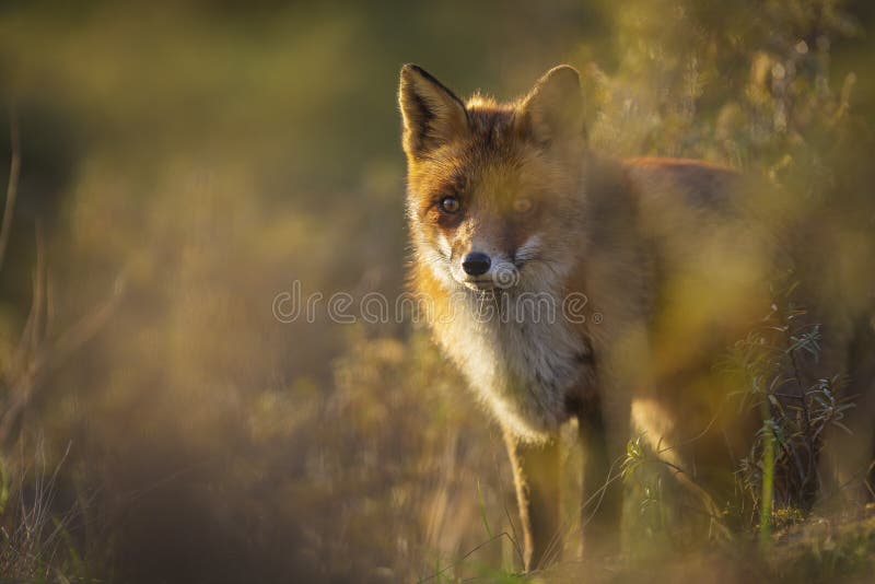 Wild Red Fox Vulpes Vulpes Evening Sunset Stock Image - Image of vixen ...