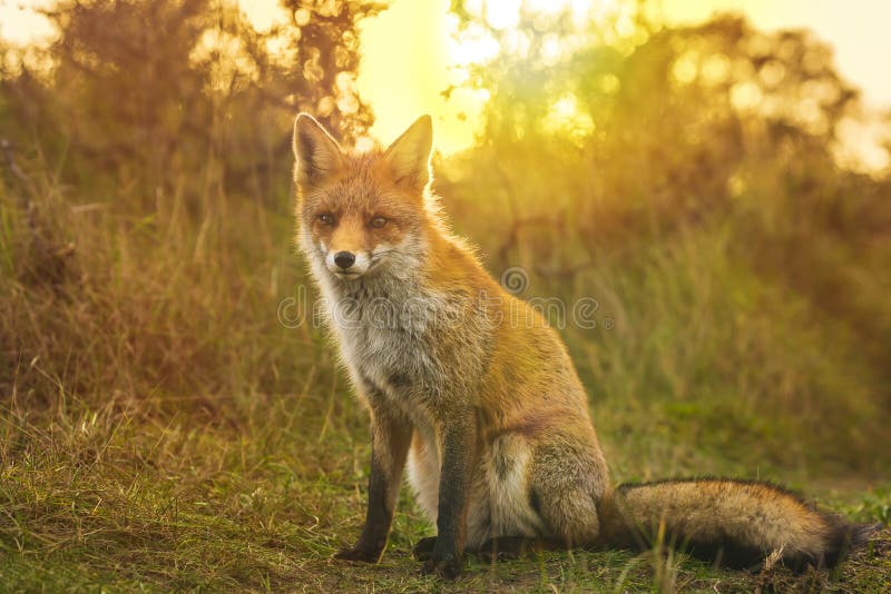 Wild Red Fox Vulpes Vulpes Evening Sunset Stock Image - Image of ...