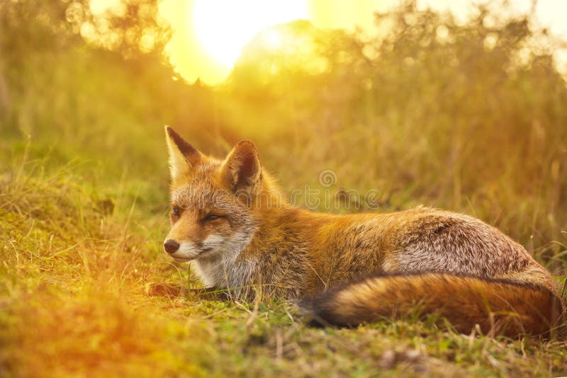 Wild Red Fox Vulpes Vulpes Evening Sunset Stock Photo - Image of mammal ...