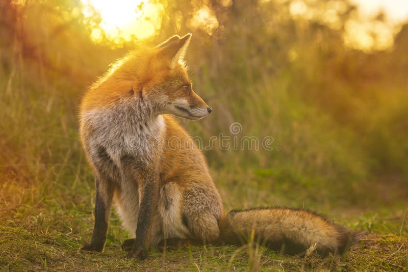 Wild Red Fox Vulpes Vulpes Evening Sunset Stock Image - Image of ...