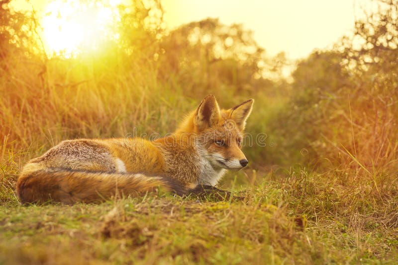 Wild Red Fox Vulpes Vulpes Evening Sunset Stock Photo - Image of ...