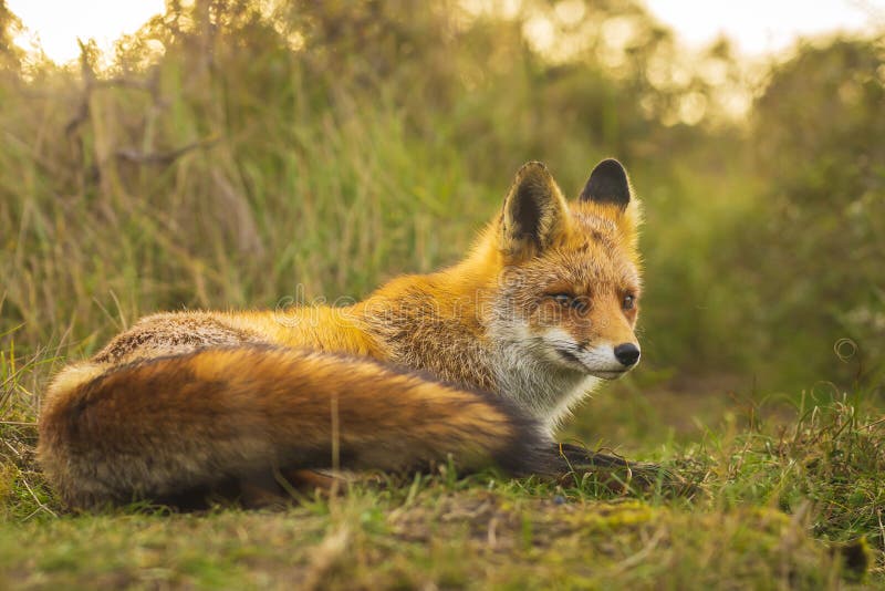 Wild Red Fox Vulpes Vulpes Evening Sunset Stock Image - Image of ...