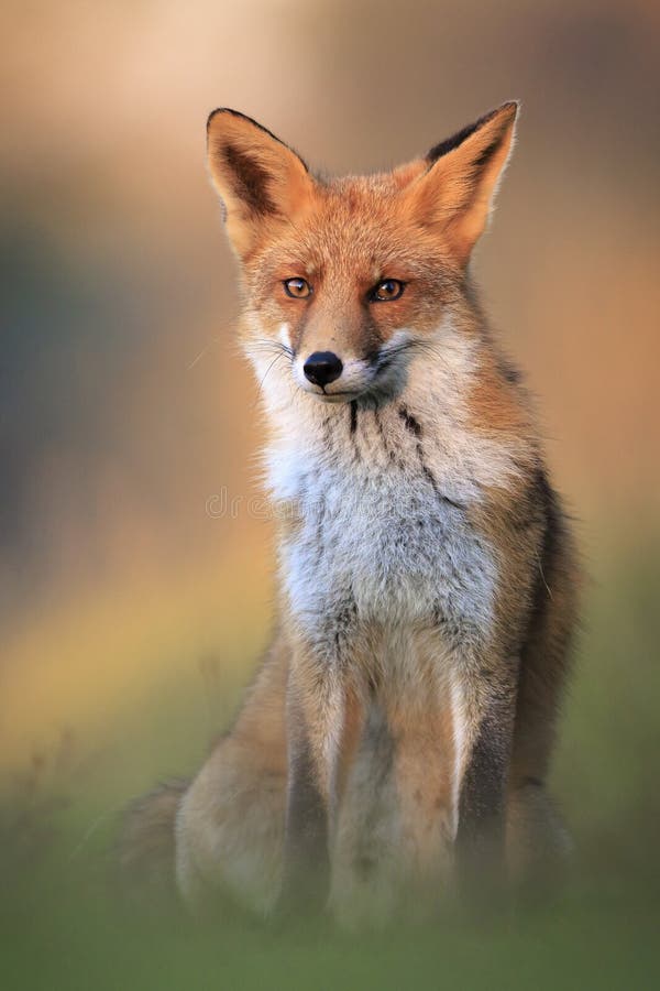 Wild Red Fox, Vulpes Vulpes, Foraging in a Meadow Stock Photo - Image ...