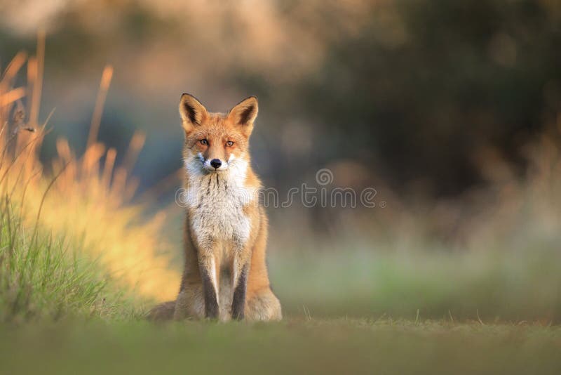 Wild Red Fox, Vulpes Vulpes, Foraging in a Meadow Stock Photo - Image ...