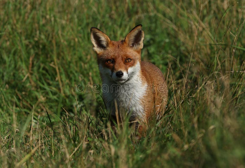 A Wild Red Fox, Vulpes Vulpes, Hunting in a Field in Summer. Stock ...