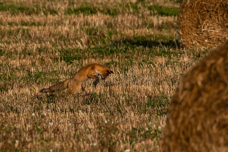 Wild Red Fox or Vulpes Vulpes Hunts Mice in Field Stock Photo - Image ...