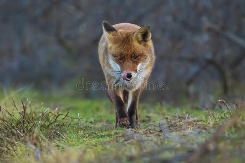 Wild Red Fox, Vulpes Vulpes Stock Image - Image of wildlife, portrait ...