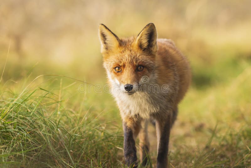 Wild Red Fox Vulpes Vulpes Scavenging in a Green Meadow Stock Image ...