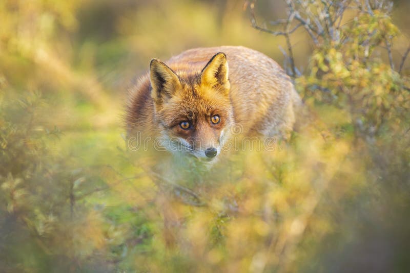 Wild Red Fox Vulpes Vulpes Scavenging in a Green Meadow Stock Image ...