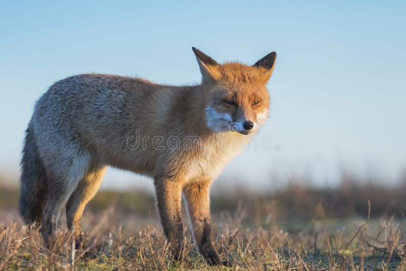 Wild Red Fox, Vulpes Vulpes, at Sunset Stock Image - Image of grass ...